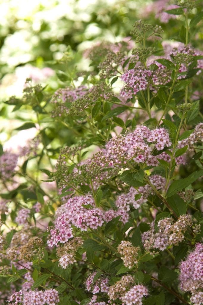 Little Princess Spirea - Pahl's Market - Apple Valley, MN