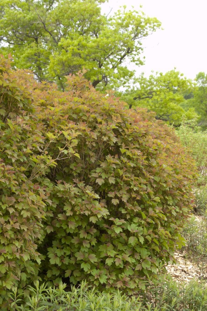 Bailey Compact American Cranberrybush - Pahl's Market - MN