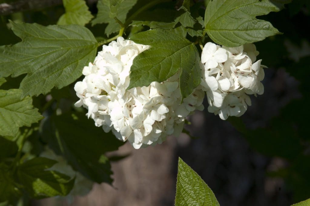 Common Snowball Viburnum - Pahl's Market - Apple Valley, MN