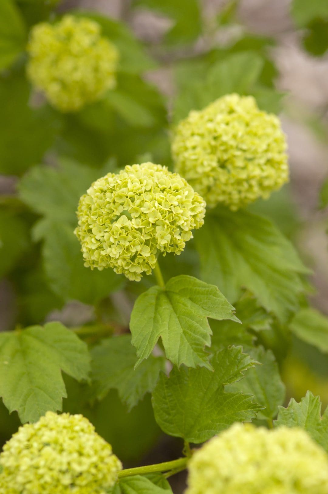 Common Snowball Viburnum - Pahl's Market - Apple Valley, MN