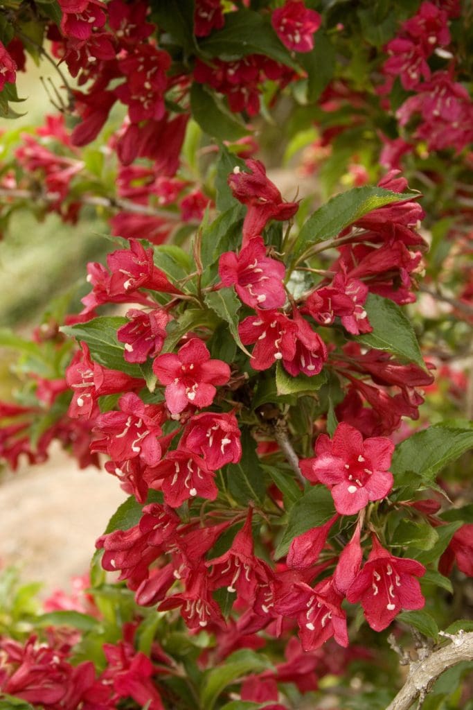 Red Prince Weigela - Pahl's Market - Apple Valley, MN