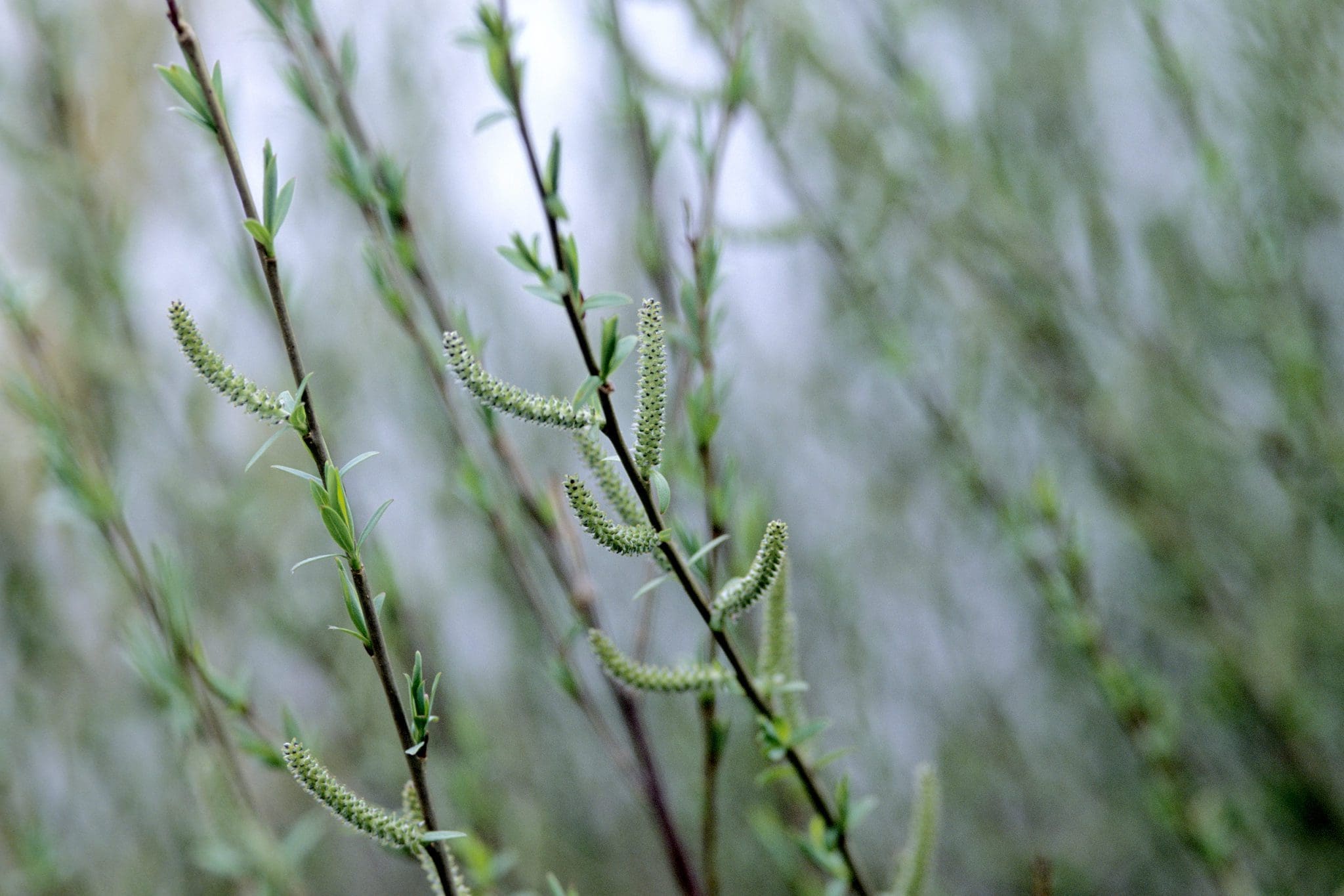Dwarf Blue Leaf Arctic Willow - Pahl's Market - Apple Valley, MN