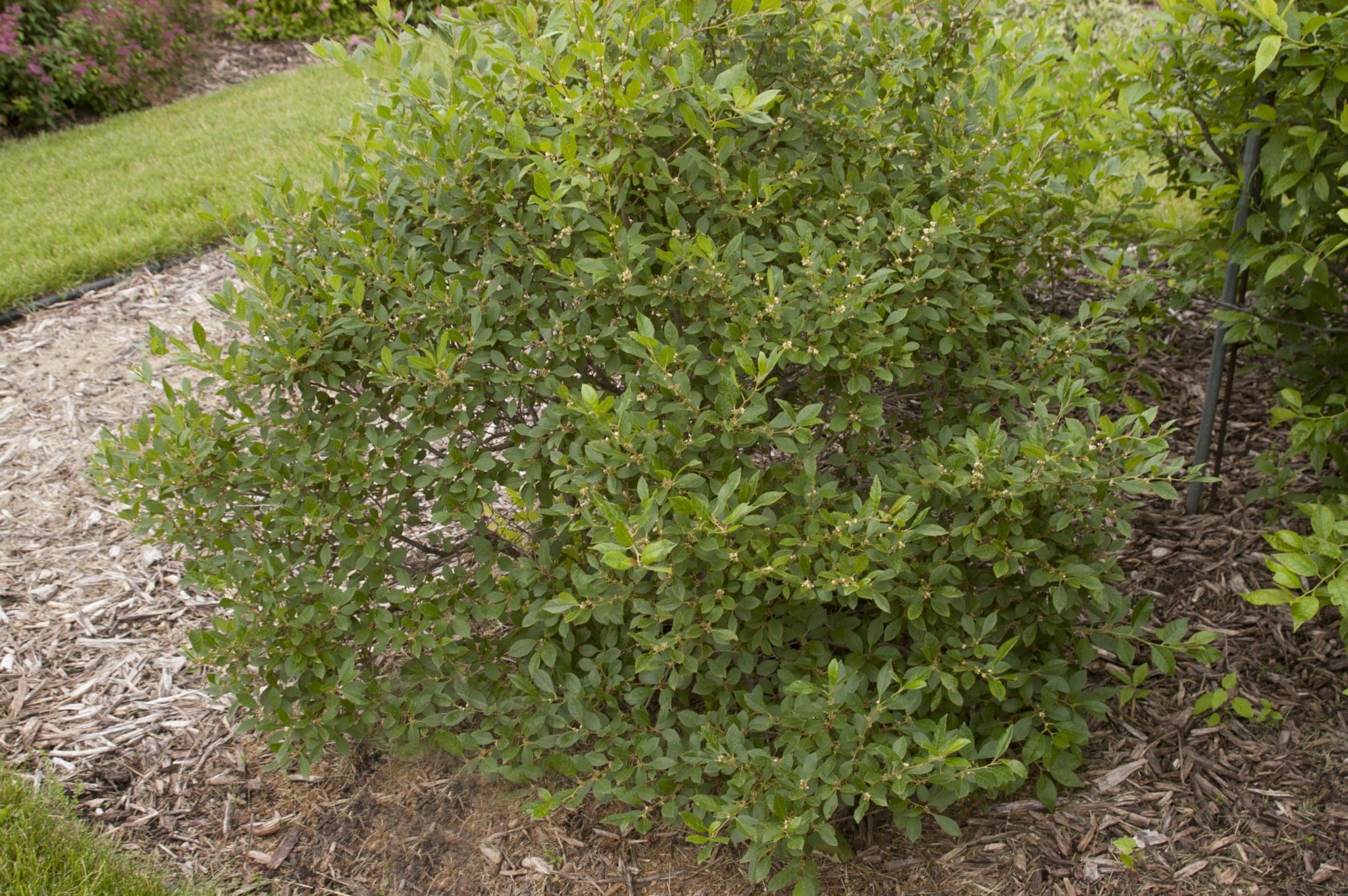 Jim Dandy Winterberry (Male) - Pahl's Market - Apple Valley, MN