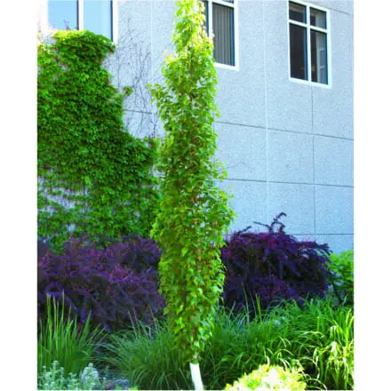 Parkland Pillar Birch - Pahl's Market - Apple Valley, MN