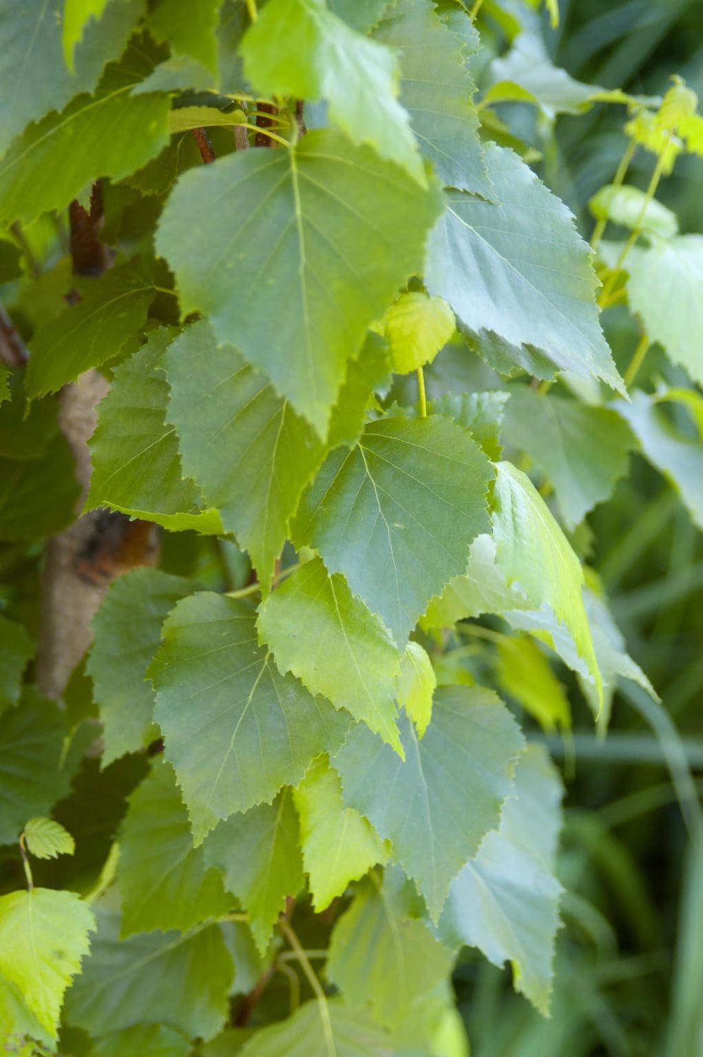 Parkland Pillar Birch - Pahl's Market - Apple Valley, MN