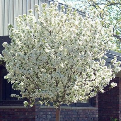 Firebird Crabapple - Pahl's Market - Apple Valley, MN