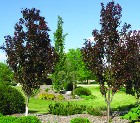 Gladiator Crabapple - Pahl's Market - Apple Valley, MN