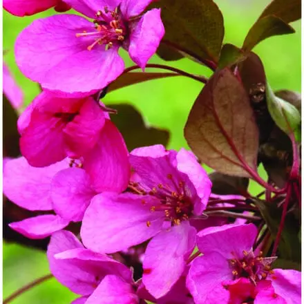 Showtime Crabapple - Pahl's Market - Apple Valley, MN