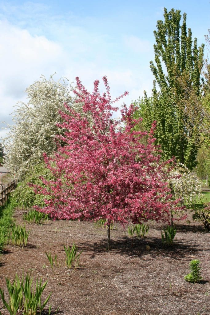 Royal Raindrops Crabapple - Pahl's Market - Apple Valley, MN