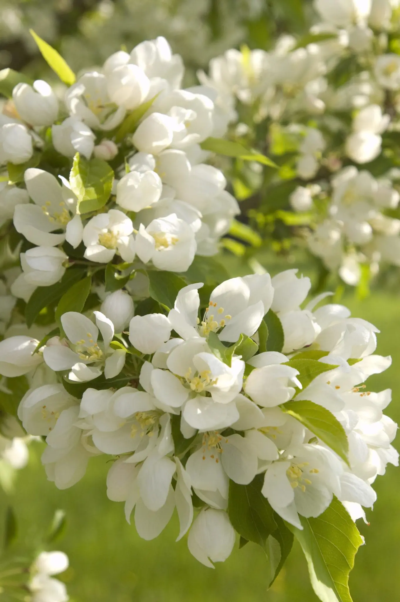 Spring Snow Crabapple - Pahl's Market - Apple Valley, MN