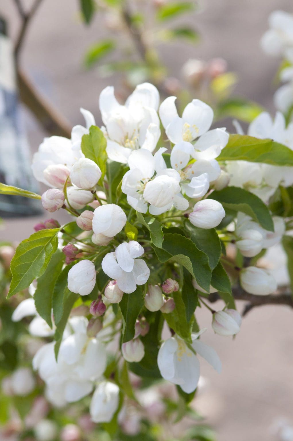 Spring Snow Crabapple - Pahl's Market - Apple Valley, MN