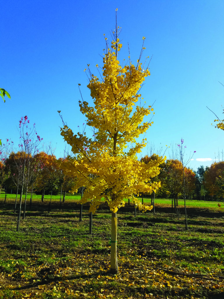 Princeton Sentry Ginkgo - Pahl's Market - Apple Valley, MN