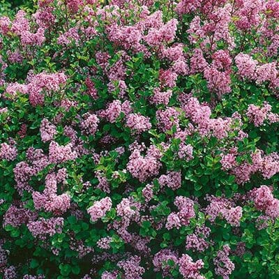 Dwarf Korean Lilac - Tree Form - Pahl's Market - Apple Valley, MN