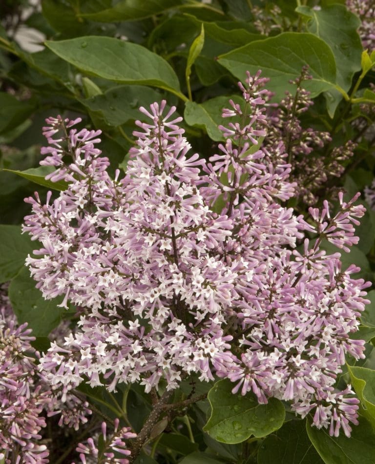 Miss Kim Korean Lilac - Tree Form - Pahl's Market - Apple Valley, MN