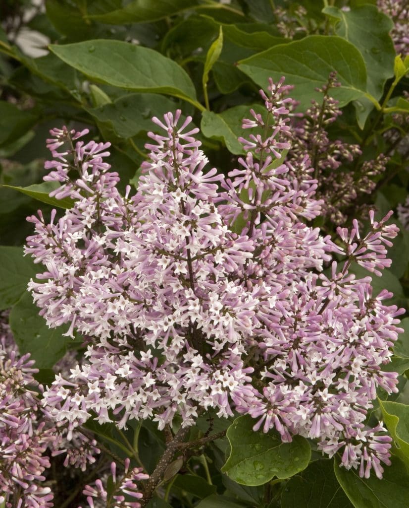 Miss Kim Korean Lilac - Tree Form - Pahl's Market - Apple Valley, MN