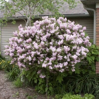 Miss Kim Korean Lilac - Tree Form - Pahl's Market - Apple Valley, MN