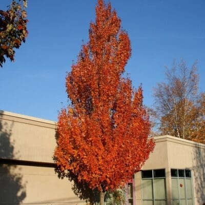 Armstrong Maple - Pahl's Market - Apple Valley, MN