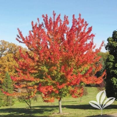 Burgundy Belle Maple - Pahl's Market - Apple Valley, MN