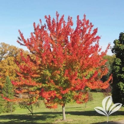 Matador Maple - Pahl's Market - Apple Valley, MN