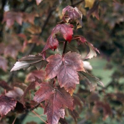 Burgundy Belle Maple - Pahl's Market - Apple Valley, MN