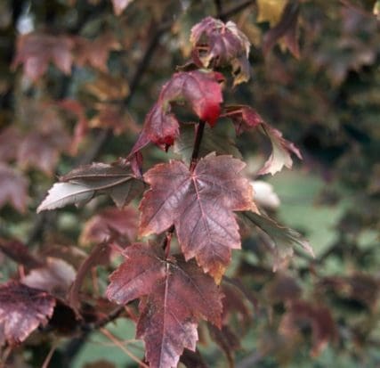 Burgundy Belle Maple - Pahl's Market - Apple Valley, MN