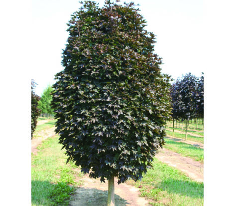 Crimson Sentry Maple - Pahl's Market - Apple Valley, MN