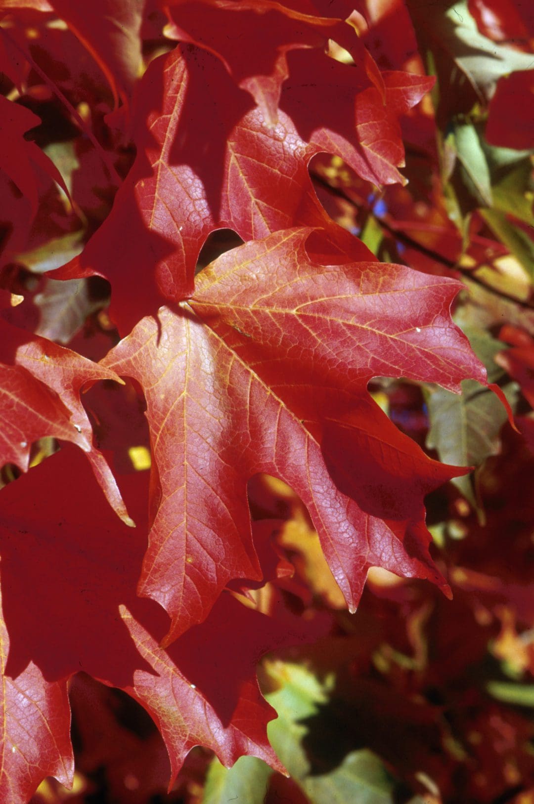 Fall Fiesta Sugar Maple - Pahl's Market - Apple Valley, MN