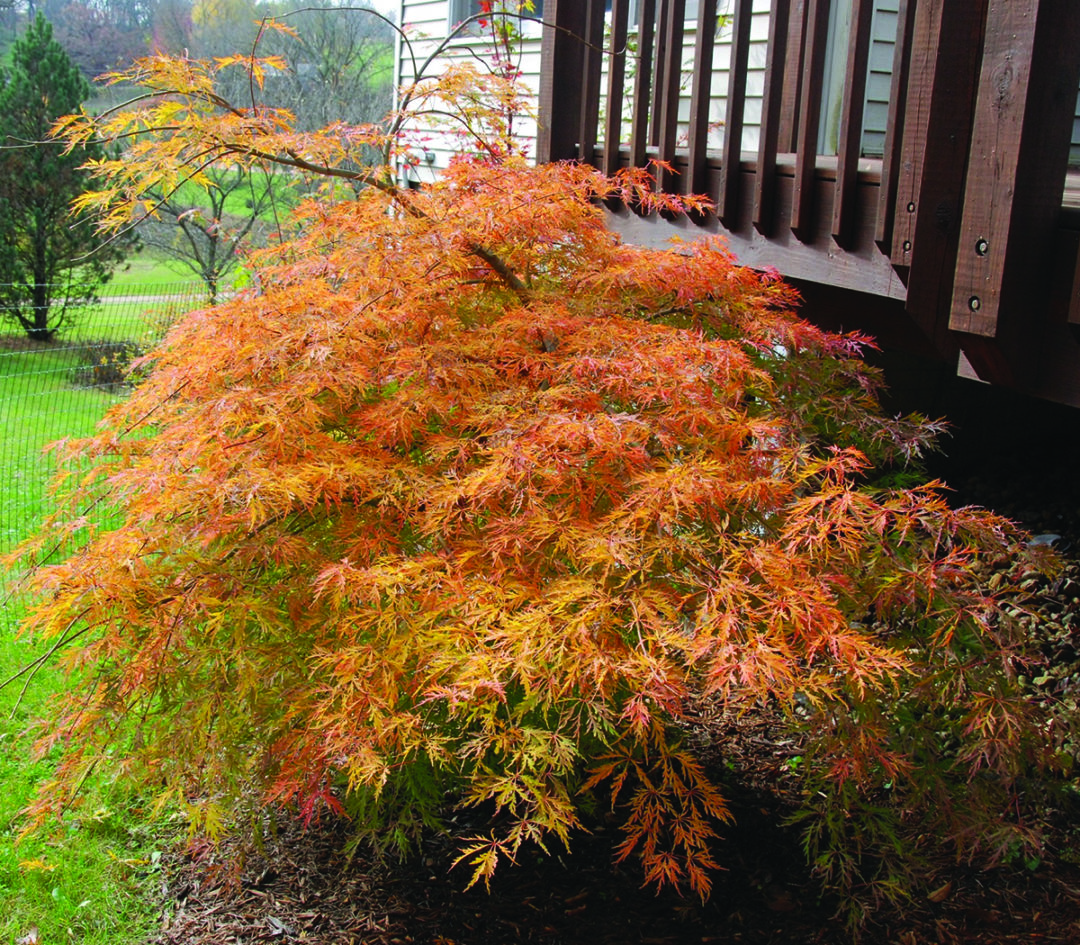 Ice Dragon Maple - Pahl's Market - Apple Valley, MN