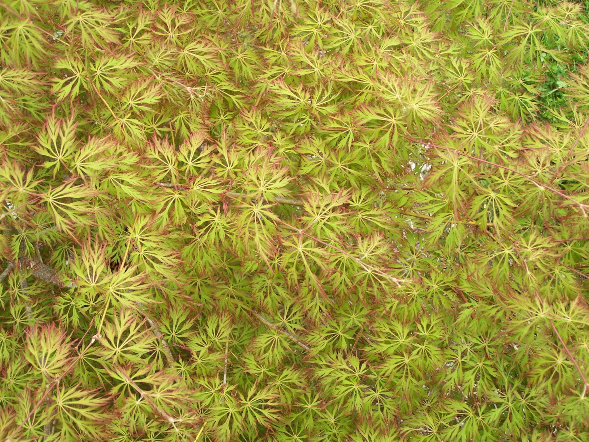 Ice Dragon Maple - Pahl's Market - Apple Valley, MN