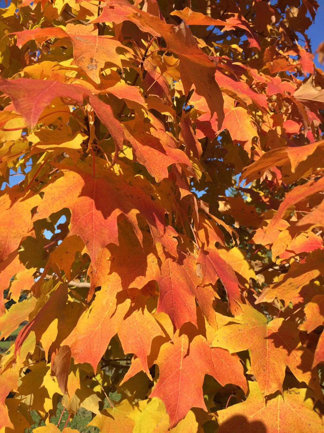 Inferno Sugar Maple - Pahl's Market - Apple Valley, MN