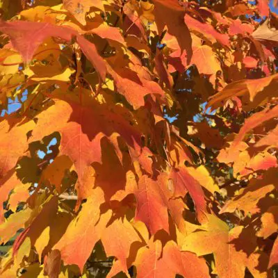 Matador Maple - Pahl's Market - Apple Valley, MN