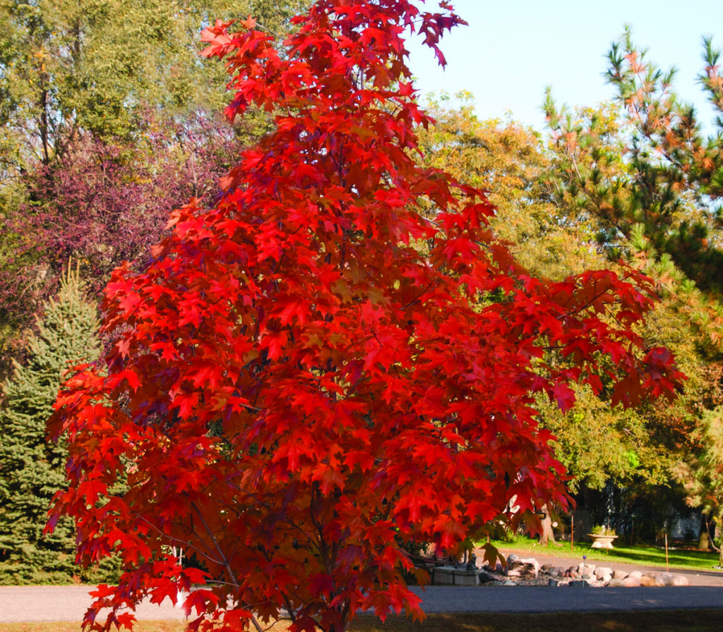 Matador Maple - Pahl's Market - Apple Valley, MN