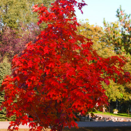 Velvet Viking Japanese Maple - Pahl's Market - Apple Valley, MN