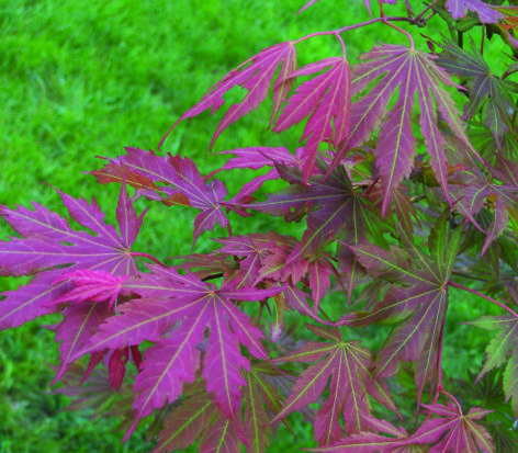 North Wind Maple - Pahl's Market - Apple Valley, MN