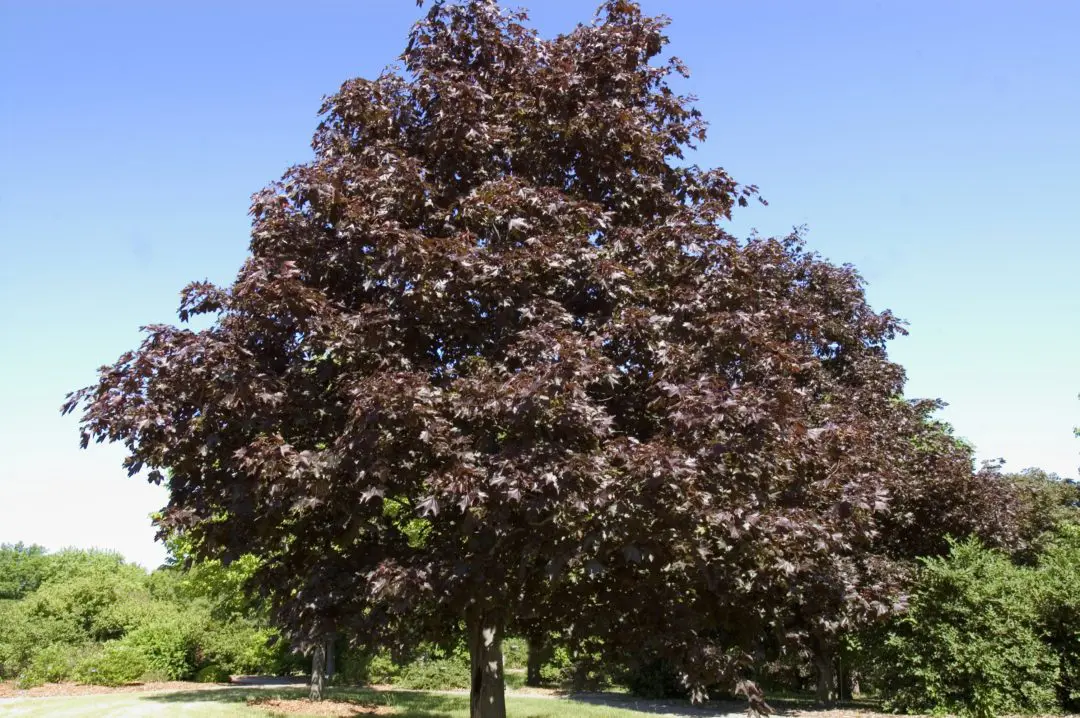 Royal Red Maple - Pahl's Market - Apple Valley, MN