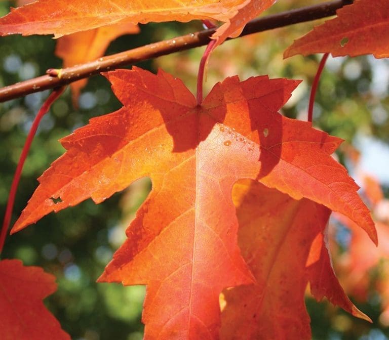 Sienna Glen Maple - Pahl's Market - Apple Valley, MN