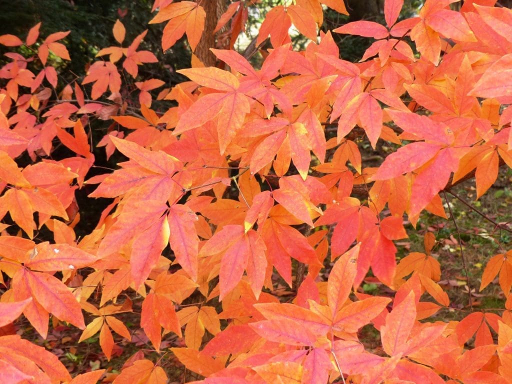 Three-Flowered Maple - Pahl's Market - Apple Valley, MN
