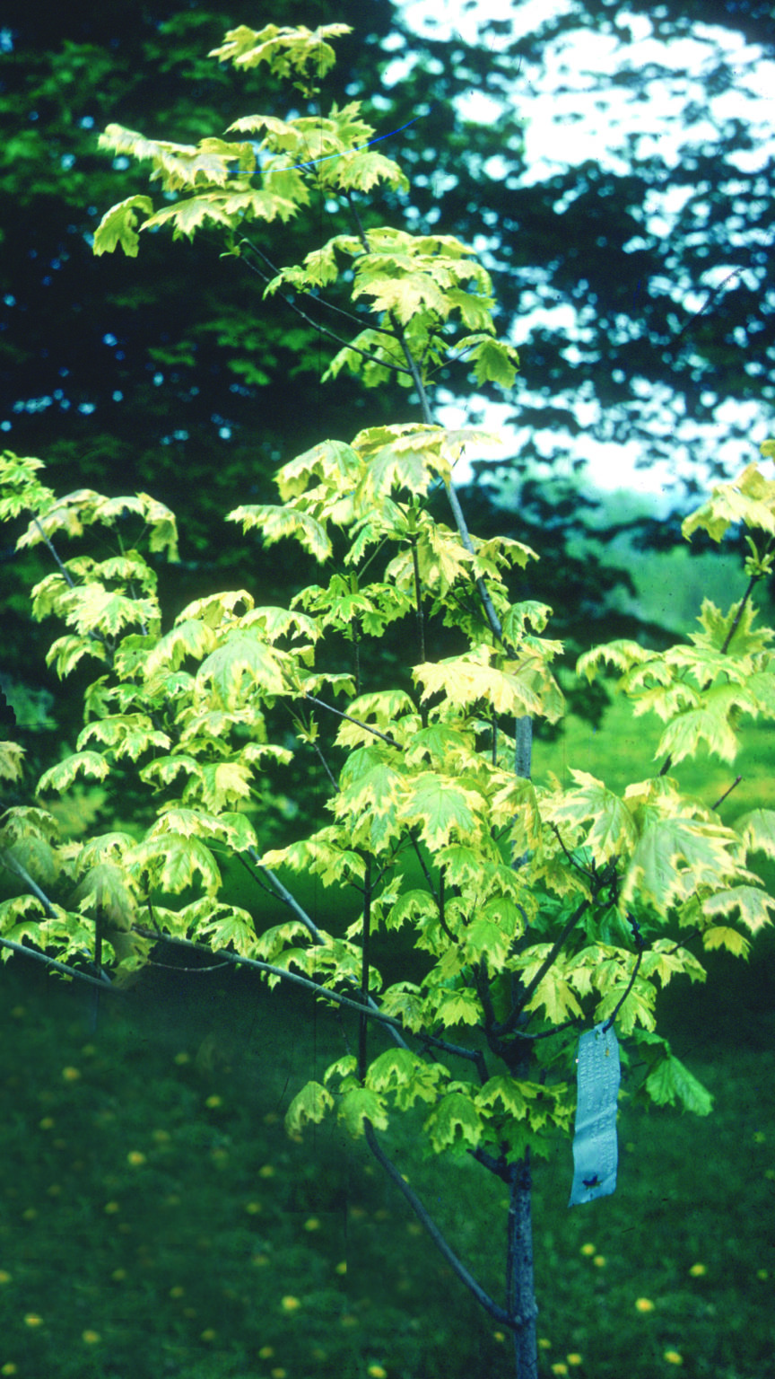 Variegated Norway Maple - Pahl's Market - Apple Valley, MN