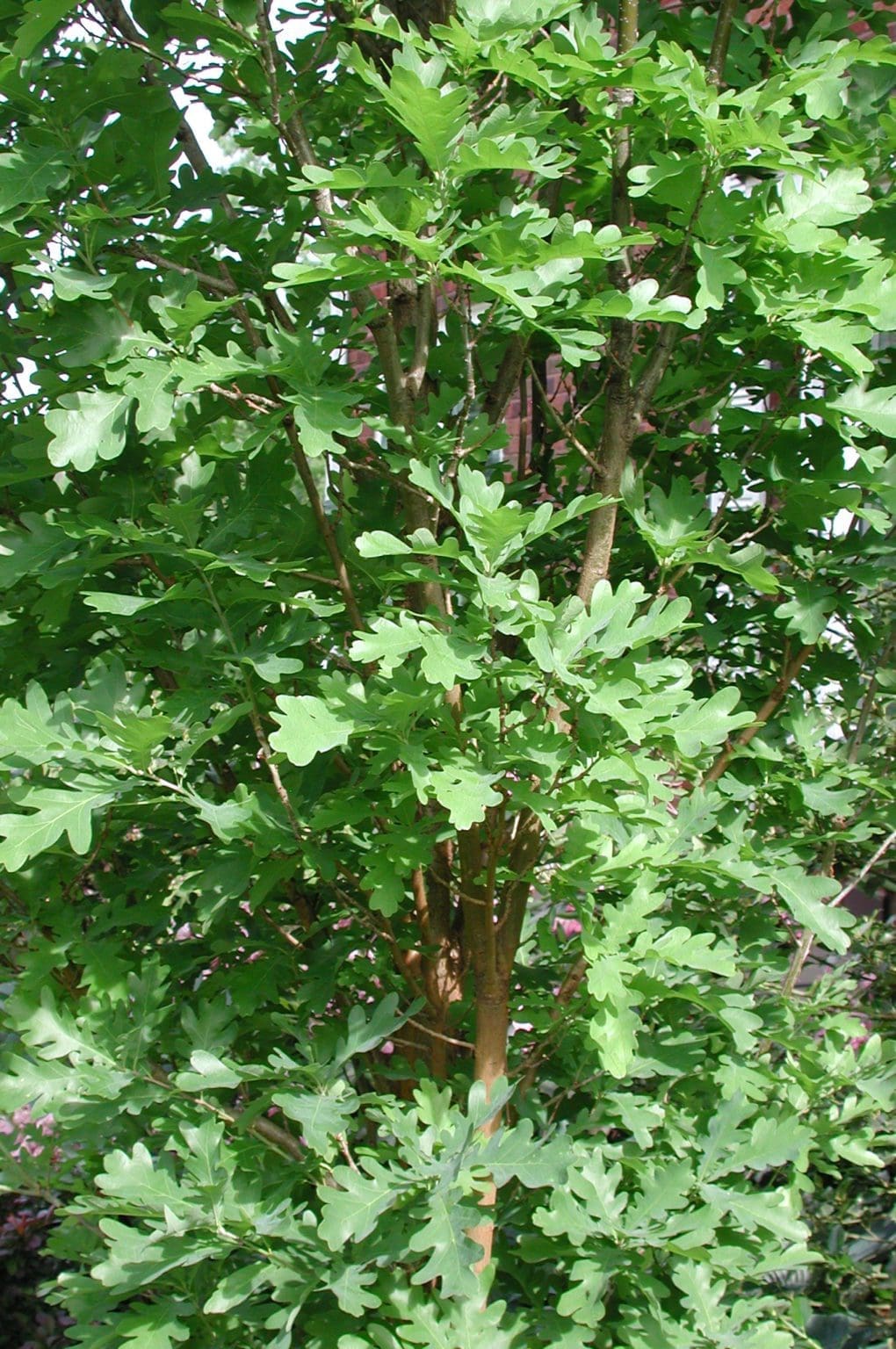 Crimson Spire Oak - Pahl's Market - Apple Valley, MN