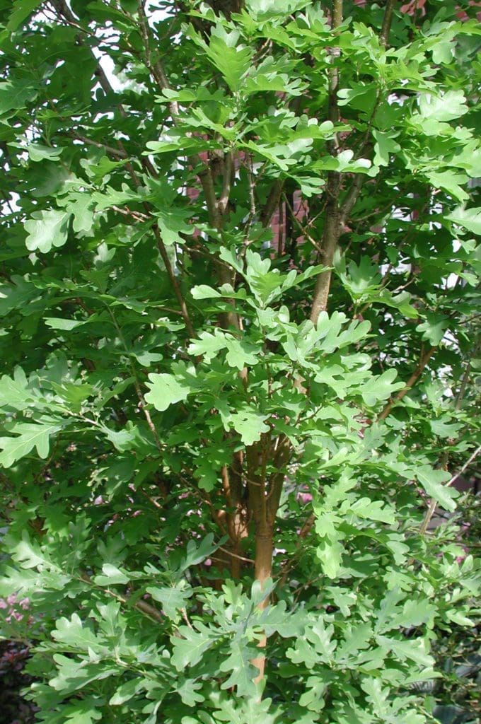 Crimson Spire Oak - Pahl's Market - Apple Valley, MN