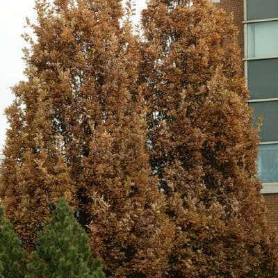 Crimson Spire Oak - Pahl's Market - Apple Valley, MN