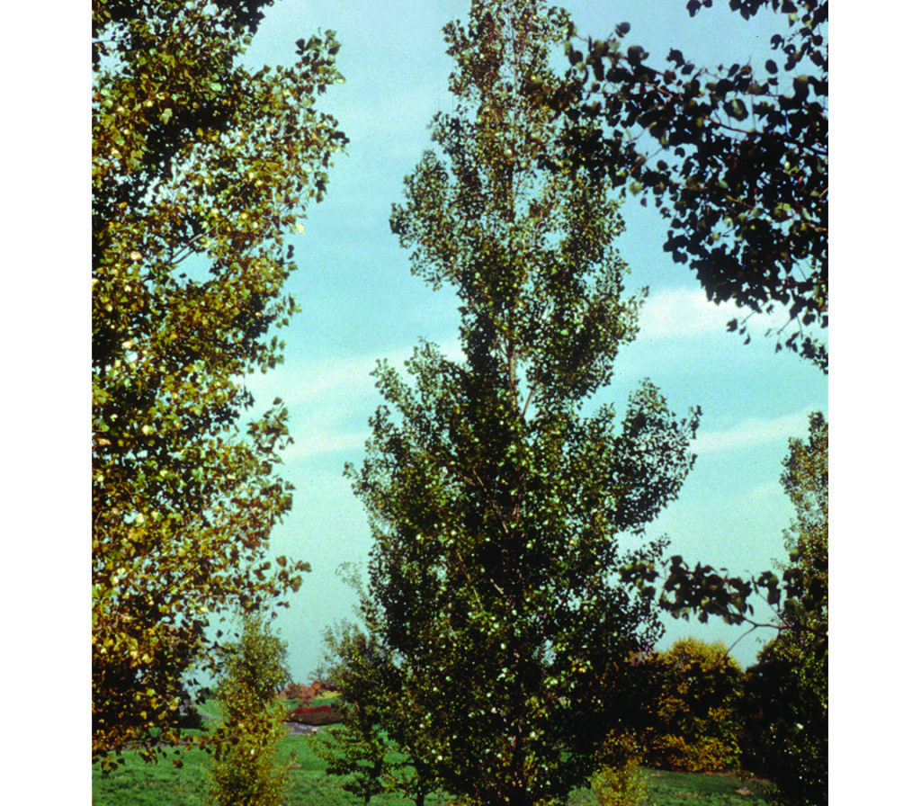 Siouxland Poplar - Pahl's Market - Apple Valley, MN