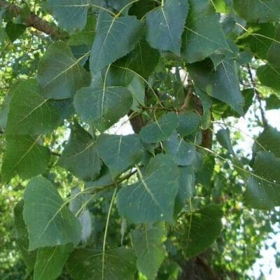 Siouxland Poplar - Pahl's Market - Apple Valley, MN
