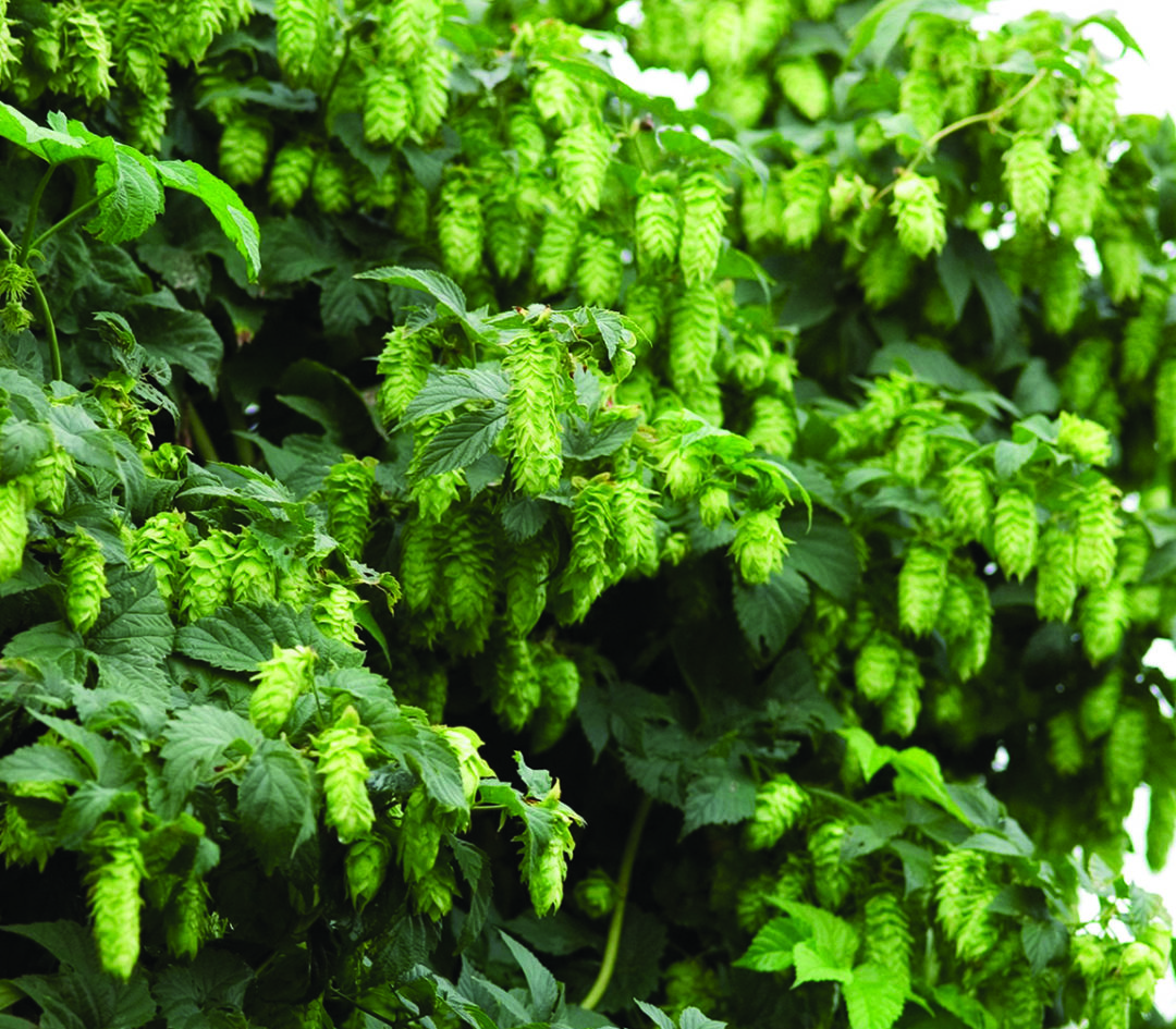 Nugget Ornamental Hops - Pahl's Market - Apple Valley, MN