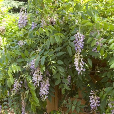 Summer Cascade Wisteria - Pahl's Market - Apple Valley, MN