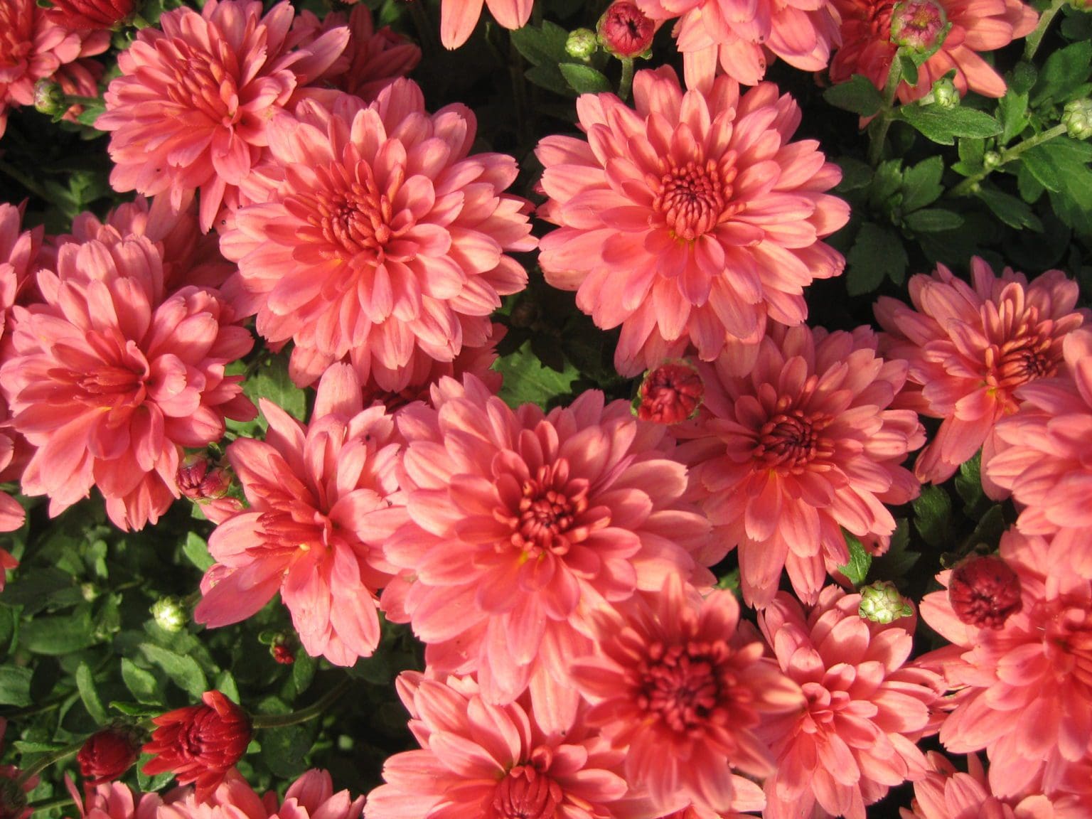 Coral/Salmon Mum - Pahl's Market - Apple Valley, MN