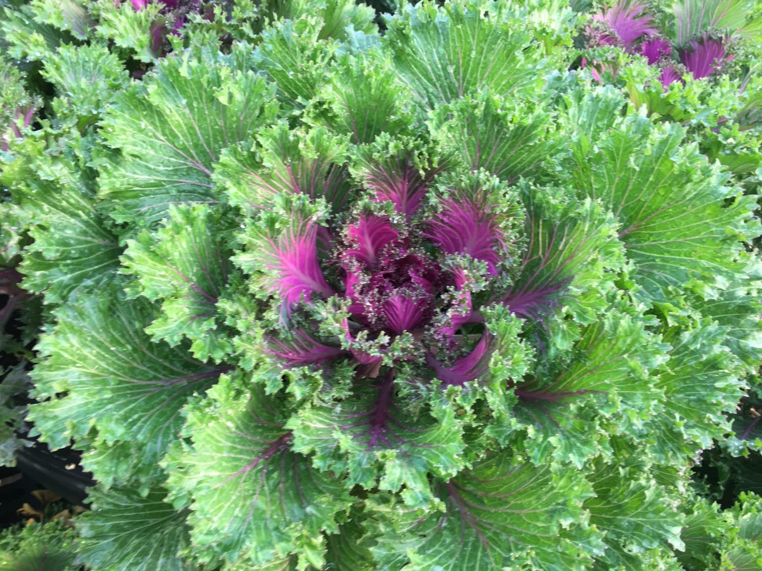 Glamour Red Flowering Kale - Pahl's Market - Apple Valley, MN