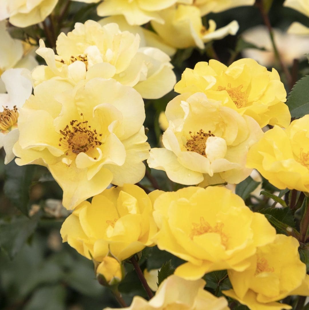 Flower Carpet Scarlet Groundcover Rose - Pahl's Market - Apple Valley, MN