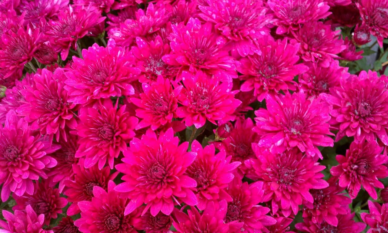 Red Mum - Pahl's Market - Apple Valley, MN
