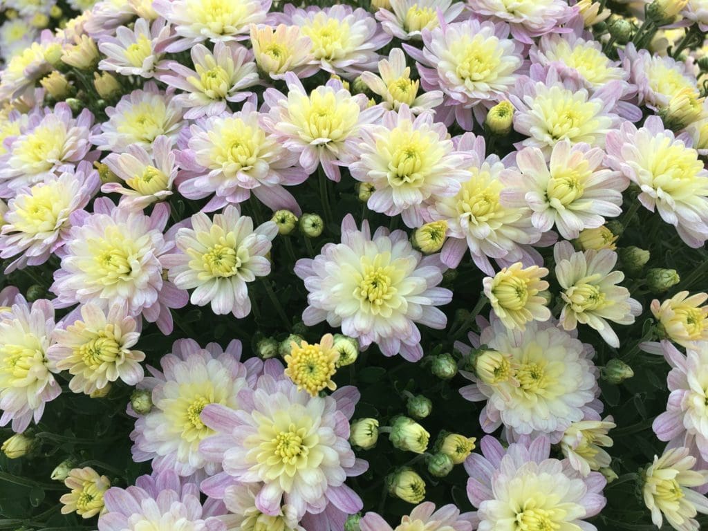 White Mum - Pahl's Market - Apple Valley, MN